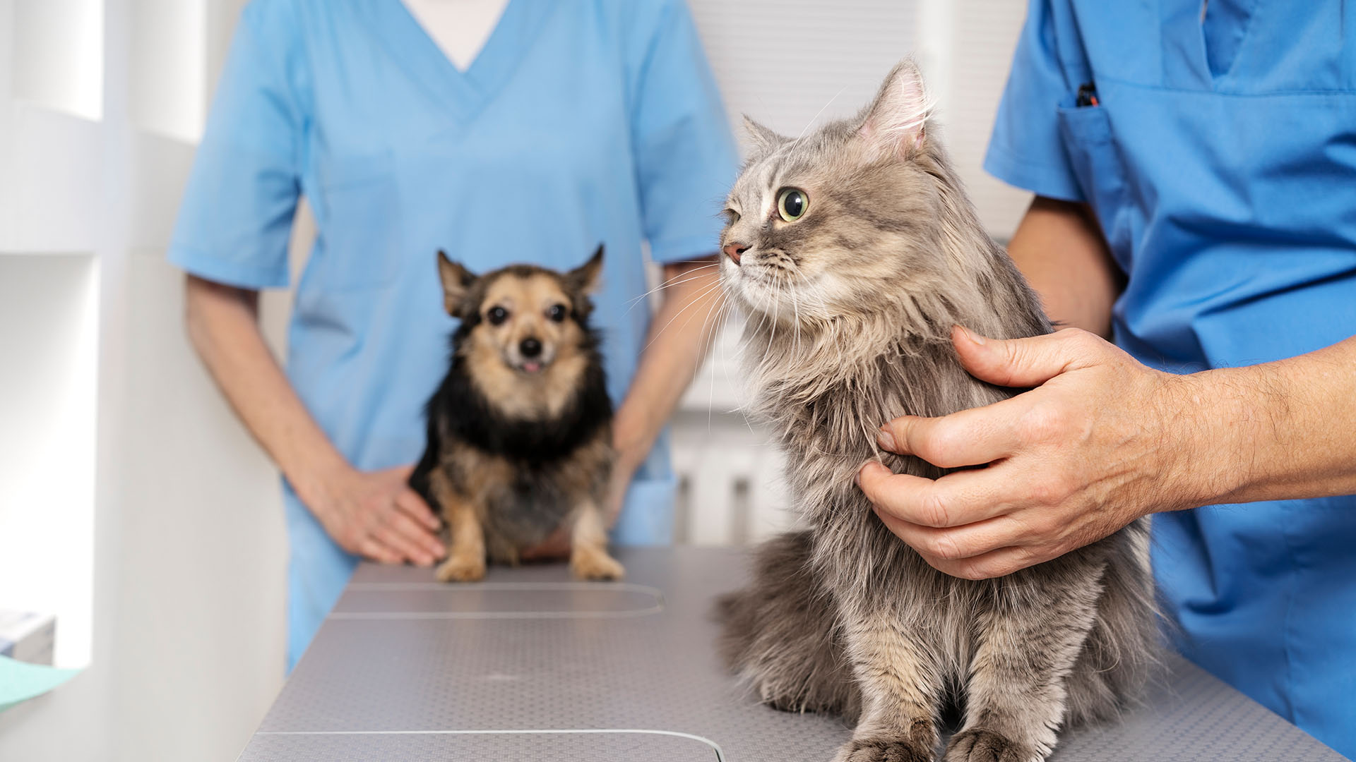 Baltimore, MD Veterinary Services | Eastern Animal Hospital