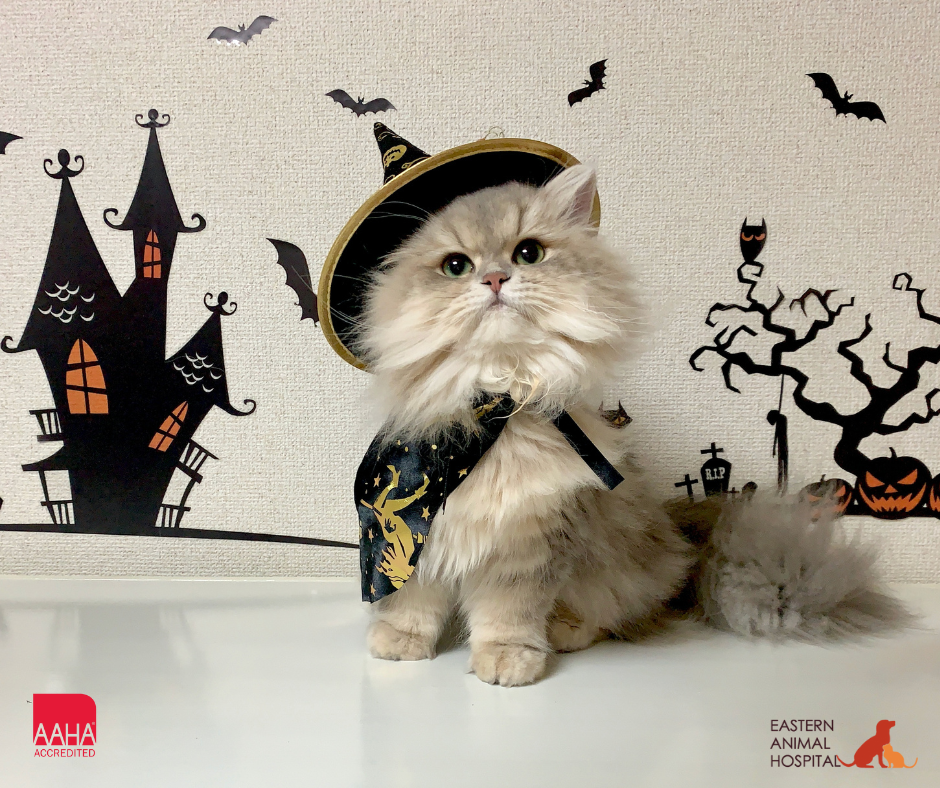 Halloween Safety Tips For Cats And Dogs: Keeping Your Pets Safe During ...