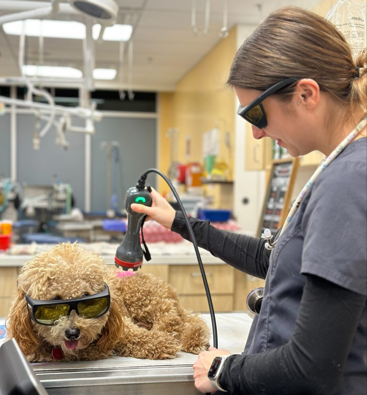 Pet Spay And Neuter In Baltimore, MD 21224 | Eastern Animal Hospital