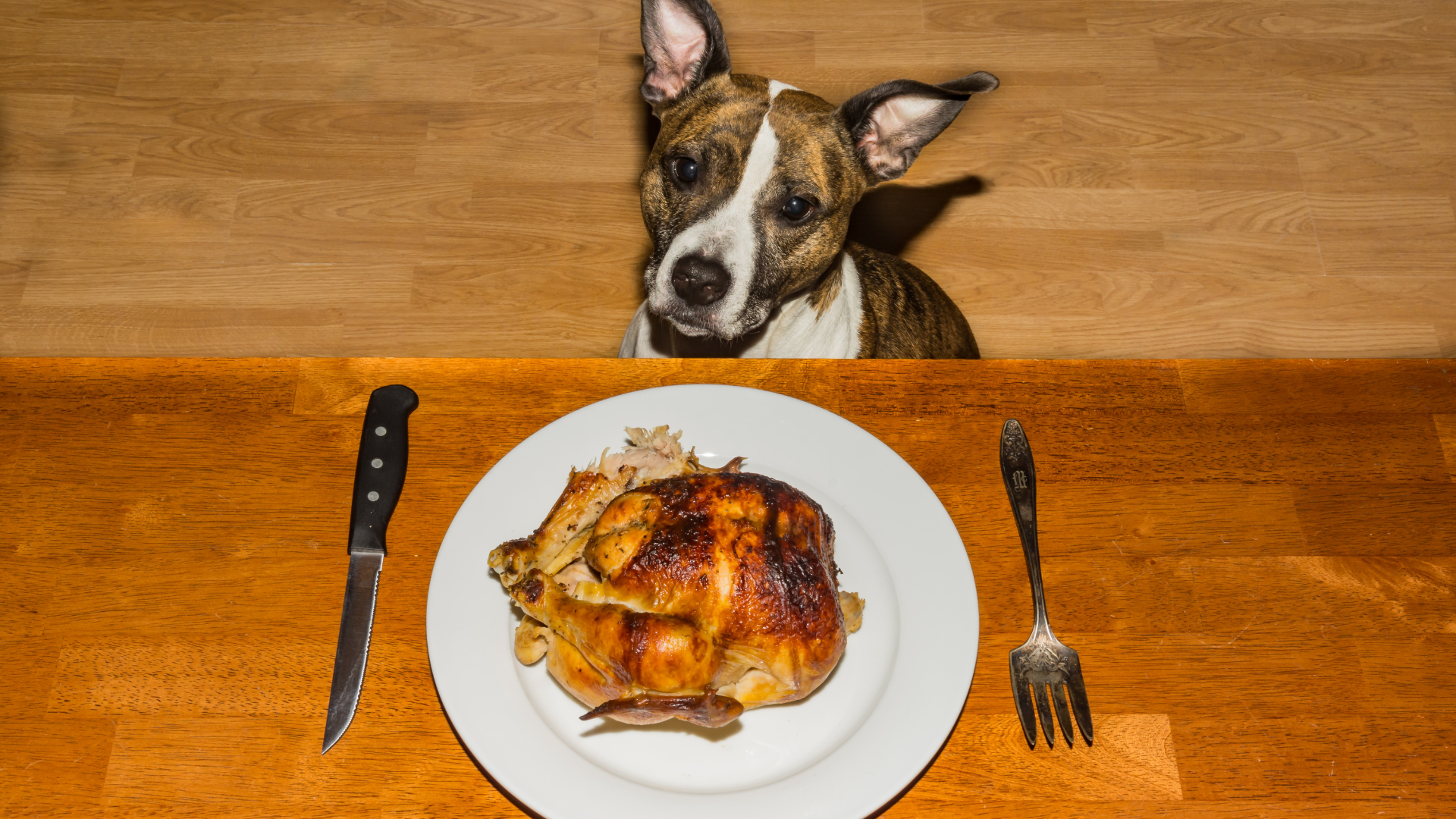 Holiday Food Safety Tips For Your Pets | Eastern Animal Hospital