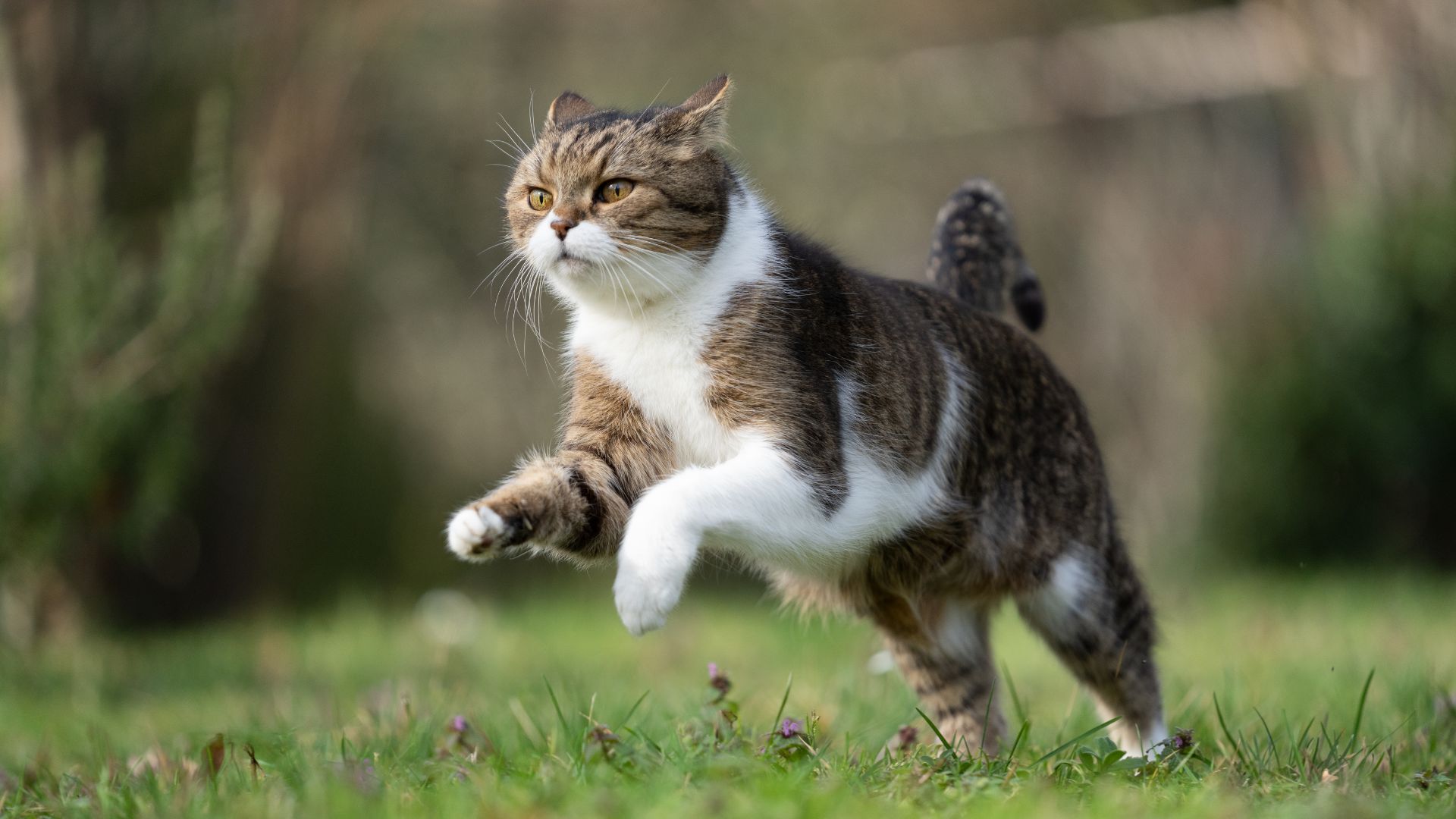 February Is National Cat Health Month – Here’s How To Keep Your Feline ...